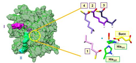 Figure 2 From Does Substrate Positioning Affect The Selectivity And