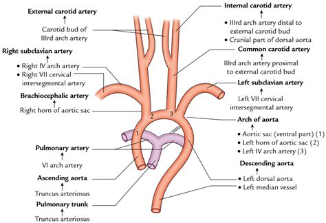 Arteries Of The Aortic Arch