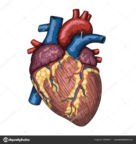 Corazon Humano Dibujo Como Dibujar Un Corazon Wolmde