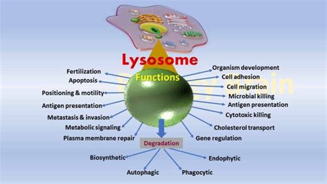 Lysosome Analogy Like City Police School Teachers And Factory Crew