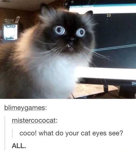 Ma Theres A Weird Fuckin Cat Outside Rtumblr