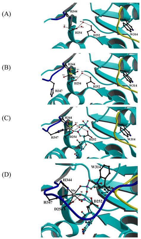 Structure And Function Of β 14 Galactosyltransferase Pmc