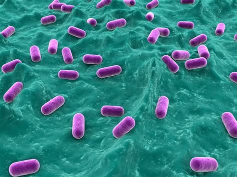 Lactobacillus Plantarum