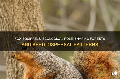 Fox Squirrels Ecological Role Shaping Forests And Seed Dispersal