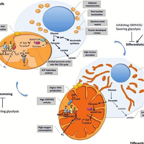Pdf Connecting Mitochondria Metabolism And Stem Cell Fate