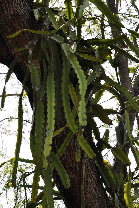 Growing Orchid Cacti How To Care For Epiphyllums Indoors