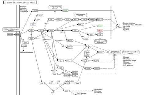 Chemokine Signaling Pathway Red Boxes Represent Up Regulated Genes