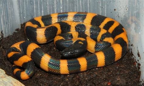 Bismarck Ringed Python Animal Facts Bothrochilus Boa A Z Animals