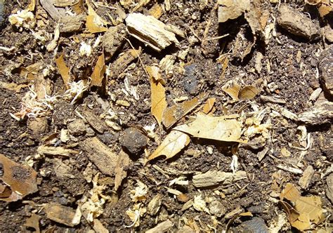 Premium Bioactive Substrate Biolyves