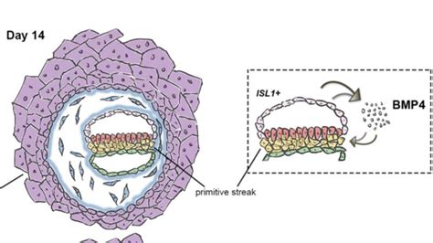 Fredrik Lanner On Linkedin Isl1 Is Not Just A Marker Of Primate Amnion But Also Required For Bmp4…