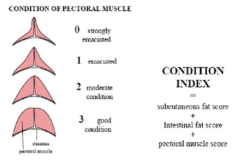 Breast Muscle Profiles And A Suggested Condition Index Based On Fat