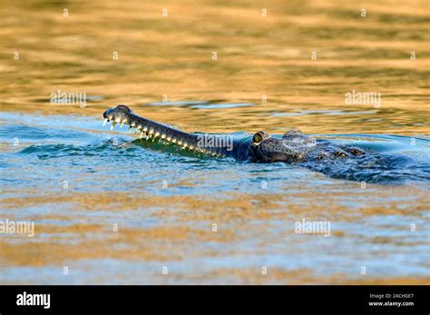 Gharial Gavialis Gangeticus Swimming In Water This Crocodile Like