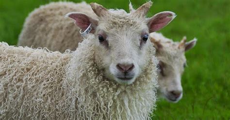 An Everlasting Life A Bleating Sheep Loses A Bite Proverb For January 10