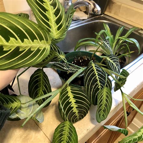 Shes So Beautiful 🥺 Rhouseplants