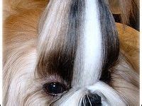 Shih Tzu Top Knots