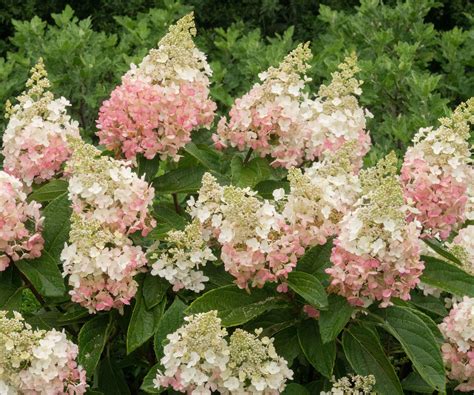 How To Grow And Care For A Pinky Winky Hydrangea Gardening Know How