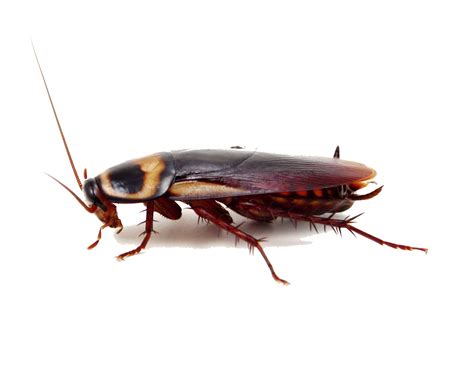 Collection Of Cockroach Png Pluspng