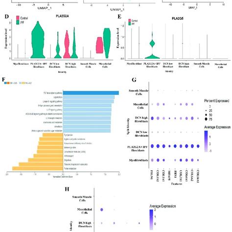 Analyzing Expression Of Pla2g10 And Pla2g3 In Epithelial Cells A Umap