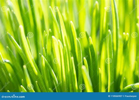 Green Grass On Blurred Background Close Up Stock Image Image Of Garden Freshness 118566907