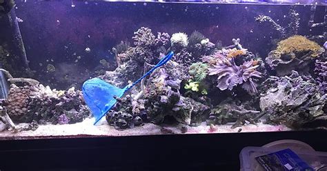 What Happens When The Snowflake Eel Tries To Eat Something He Shouldnt And You Have To Capture