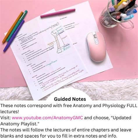 Tissues Chapter 4 Anatomy And Physiology Guided Notes Etsy