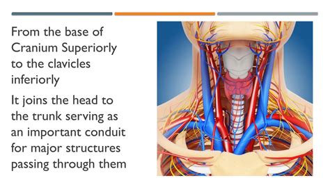 Neck Lump And Sinusitis Ggdgdgfdgsdgsdfgsdgf Pptx