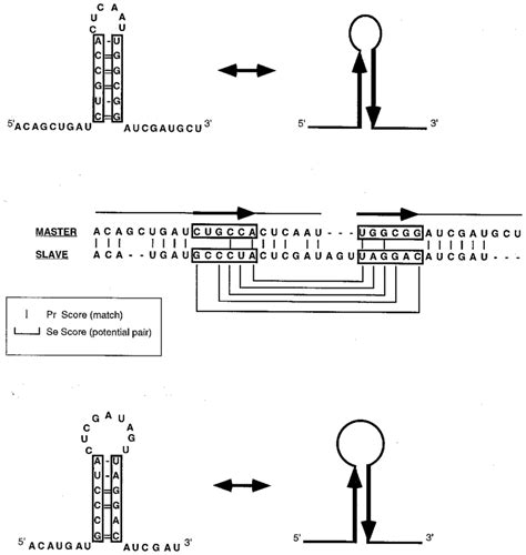 Rna Alignment A Master Sequence With A Known Secondary Structure Download Scientific
