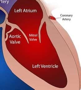 Valves Of The Heart Anatomy And Physiology Valves Of The Heart