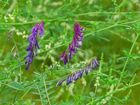 Vetch Vicia Cracca Valuable Honey Plant Fodder And Medicinal Plant