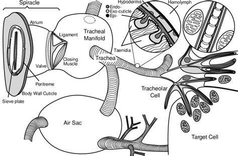 1 Schematic View Of The Insect Tracheal System Not To Scale Adapted