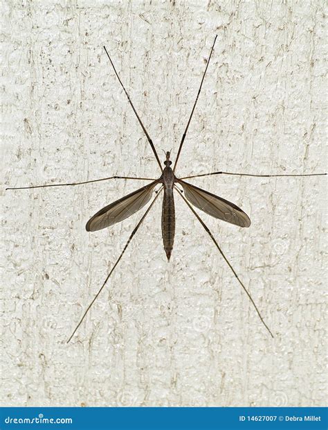 Mosquito Hawk