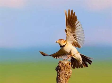 东北百灵儿百灵第4页大山谷图库