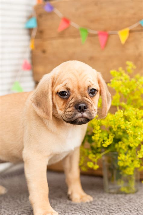 Adorable Puggle Puppies Kellys Kennels