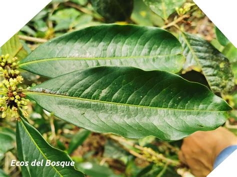 Erythroxylum Macrophyllum Ecos Del Bosque