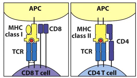 Bms 150 Week 2 Immunology V Helper T Cell Activation And Polarization