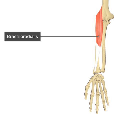 Brachioradialis Muscle Attachments Action And Innervation Getbodysmart
