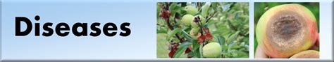 Problems Of Apple Scouting Guide Scouting Guide For Problems Of Fruit