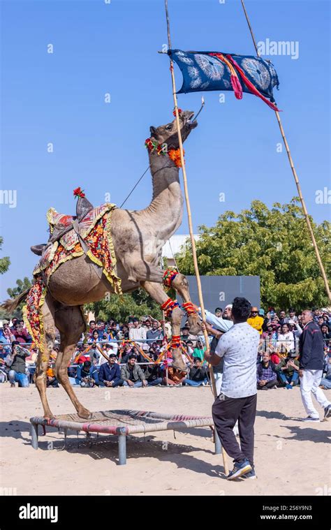 Bikaner Rajasthan Jan 2023 Camel Festival Bikaner Decorated Camel