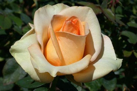 Marilyn Monroe Rose C995 11 07 0816498 Rose Flowers Rose Photos