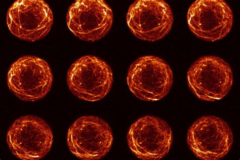 Germ Cells Move Like Tiny Bulldozers Whitehead Institute