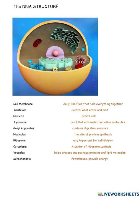 Dna Structure And Function Worksheet