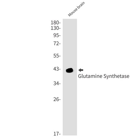 Glutamine Synthetase Rabbit Mab Wb Buy Now