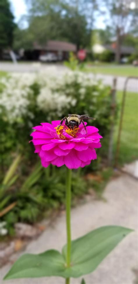 What Is This Beautiful Buzz Buzz I Was Taking Pictures Of The Other Day