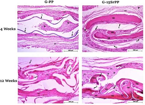 The Representative Hande Staining Of Tissue Sections Of Defect Center In Download Scientific