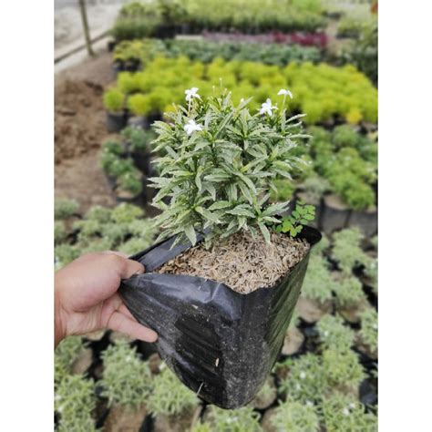 Jual Tanaman Hias Bunga Rombusa Tabernaemontana Corymbosamini