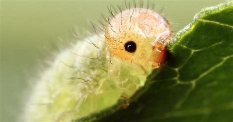 Too Many Spiders On Lni Tonight Have This Instead Imgur