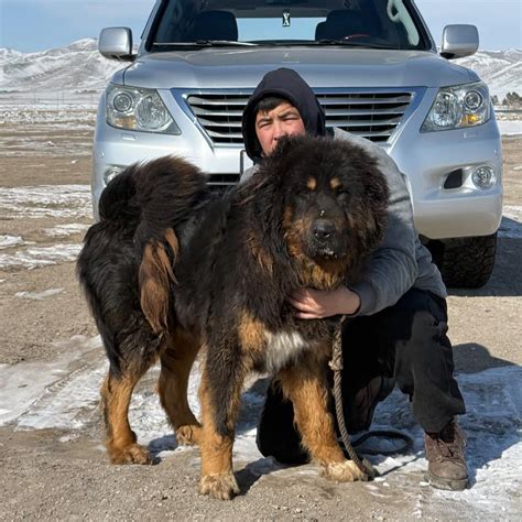 Н Янжинлхам