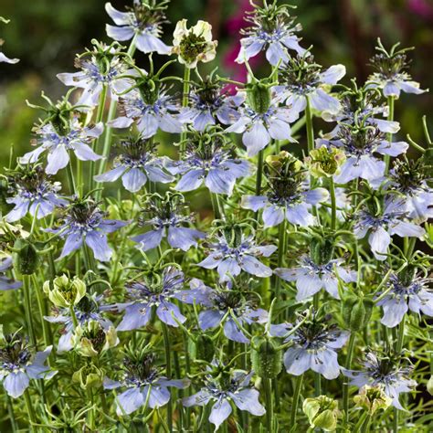 Planting Instructions For Cumin Herb Seeds