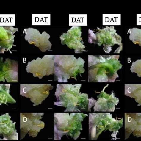 Percentage Of Calli That Entered Globular Scutellar And Coleoptilar Download Scientific
