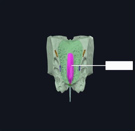 Ethmoid Bonemarkings Flashcards Quizlet